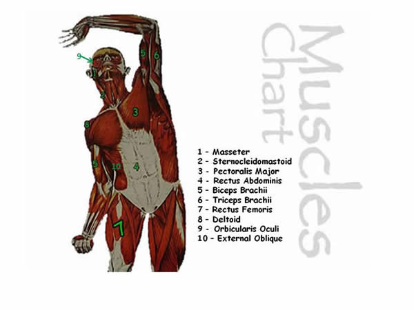 Muscles Chart Front answers